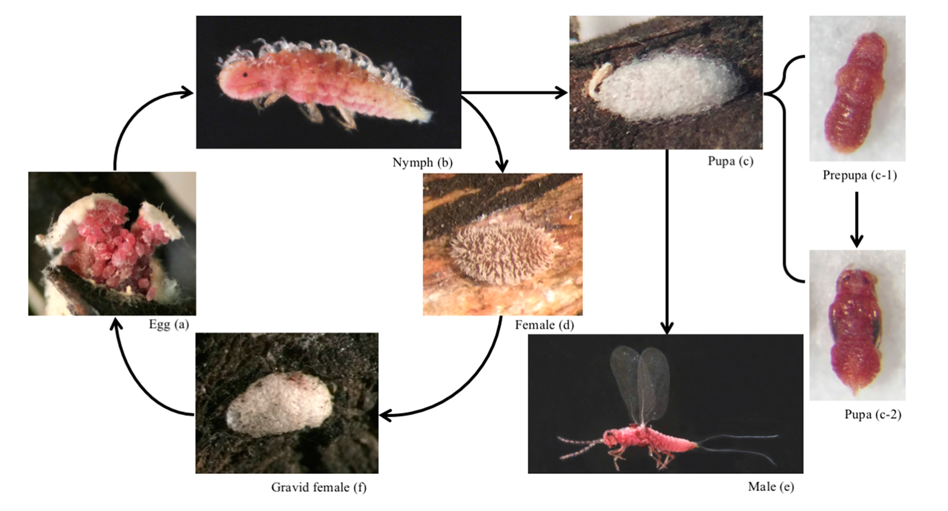 Research – ArthropodMolBioLab