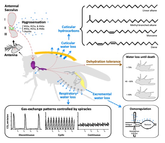 Research – ArthropodMolBioLab
